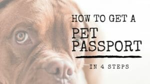 How to Get a Pet Passport To Travel With Your Pet - Rush My Passport